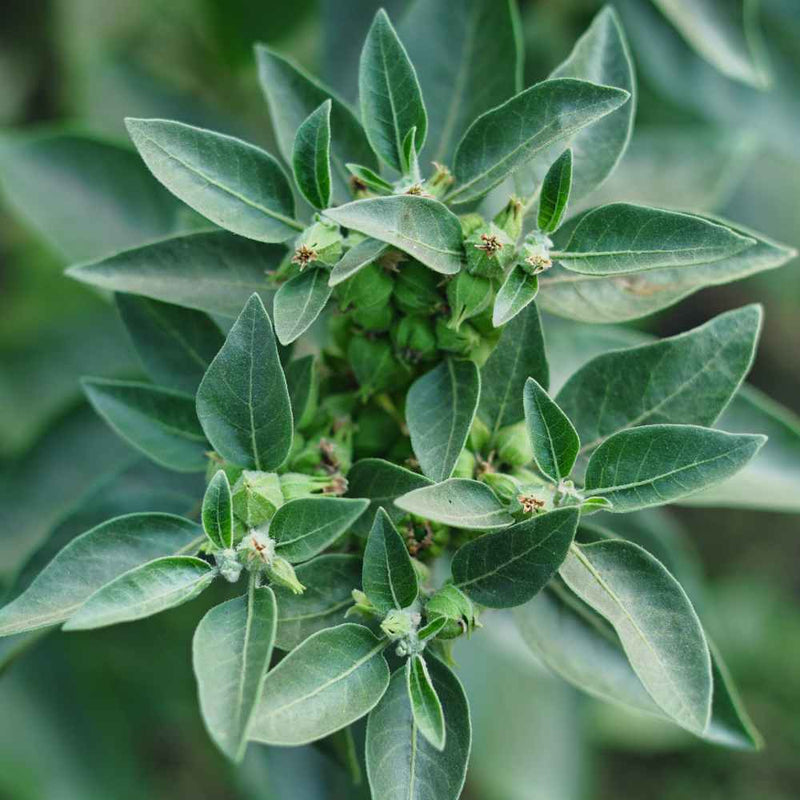 Utzy Naturals | Adapto-Calm - Stress Support Supplement