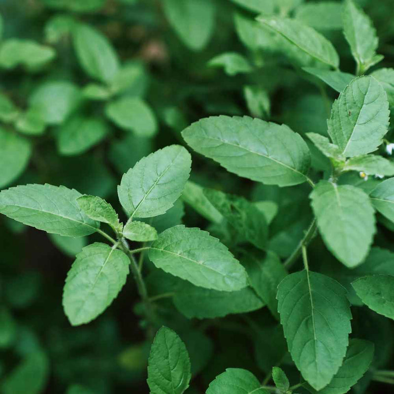 Utzy Naturals | Adapto-Calm - Stress Support Supplement